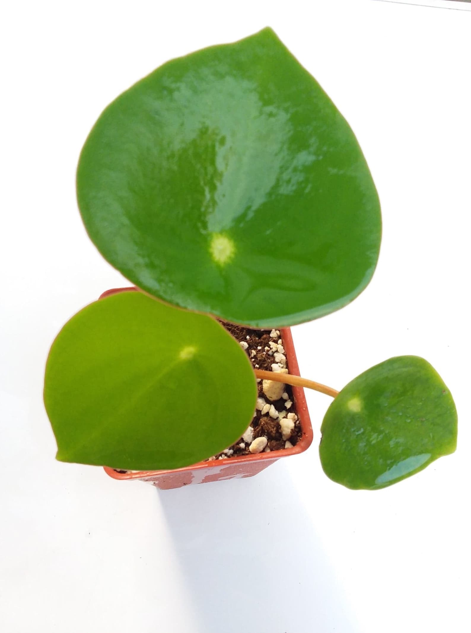 Peperomia Polybotrya raindrop - Etsy