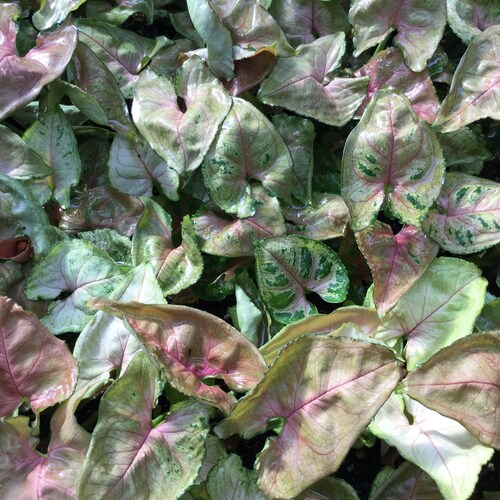 Pink Syngonium Pink Green Arrow Heads. | Etsy