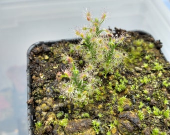 Drosera Roseana Gemmae Pygmy Sundew - Etsy
