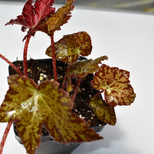 Begonia monica | Etsy