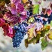 Colorful Wine Grape Vineyard, Wall Art, Modern Wine Decor, Fine Art ...