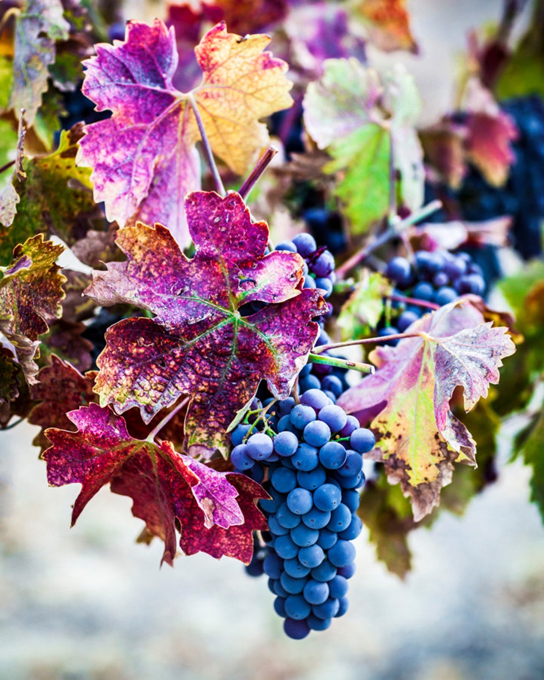 Wine Grapes Photography, Vineyard Art, Colorful Wall Decor - Etsy