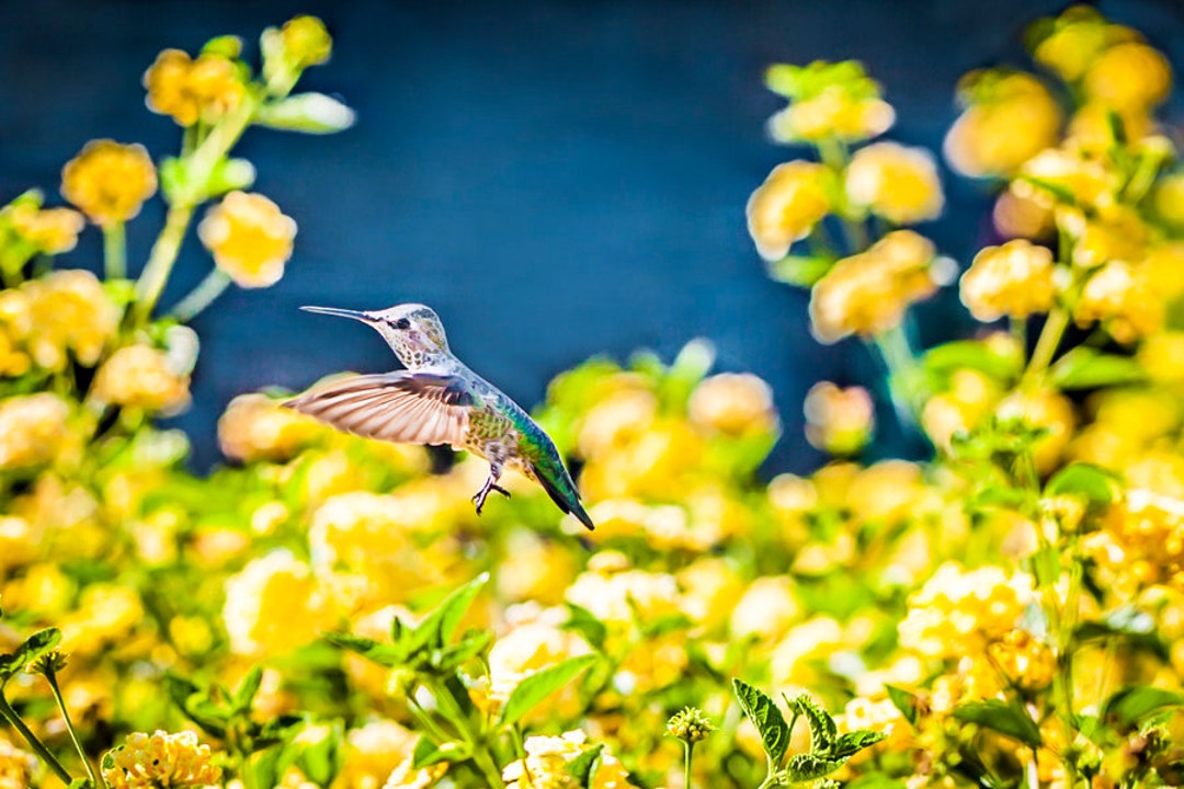 Hummingbird Yellow Flowers, Hummingbird Art, Flower Home Decor, Canvas ...