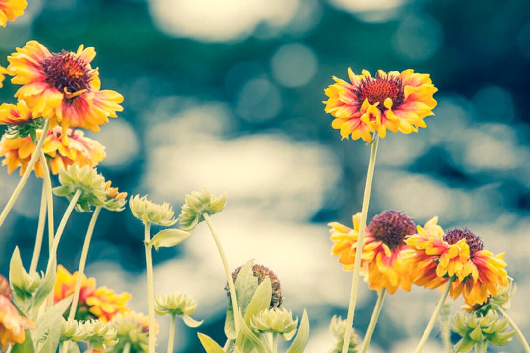 Yellow Orange Daisy Print, Nursery Wall Art - Etsy