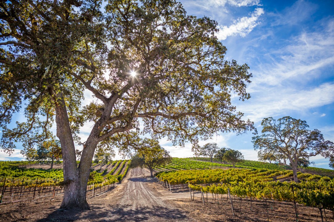Oak Tree in the Vineyards, Wine Art Decor, Coastal Wall Art, Large ...