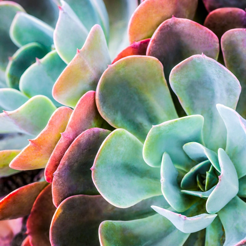 Succulent Wall Art - Etsy