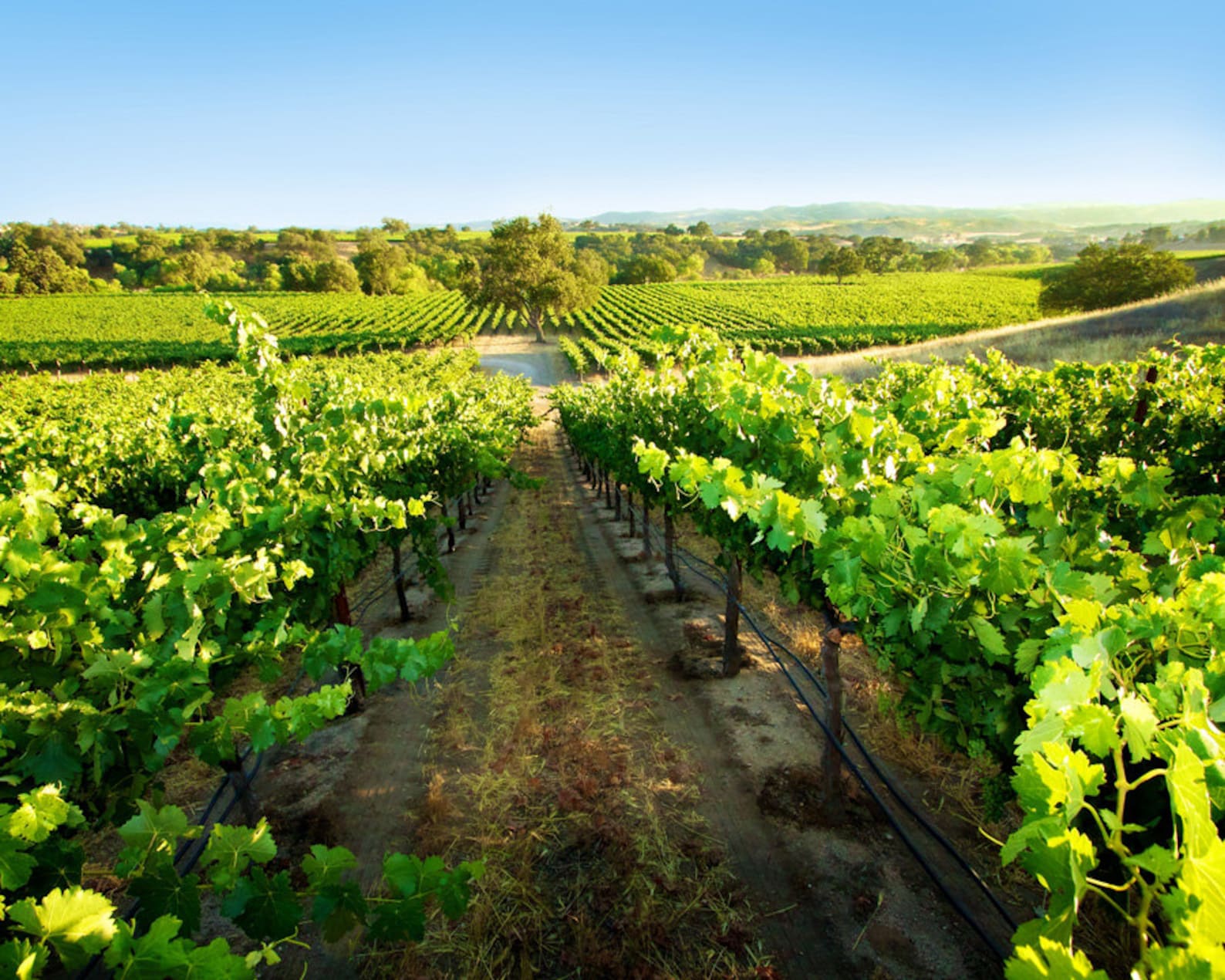 Green Vineyard Pathway, Wine Art Prints, Wine Photography, Canvas ...