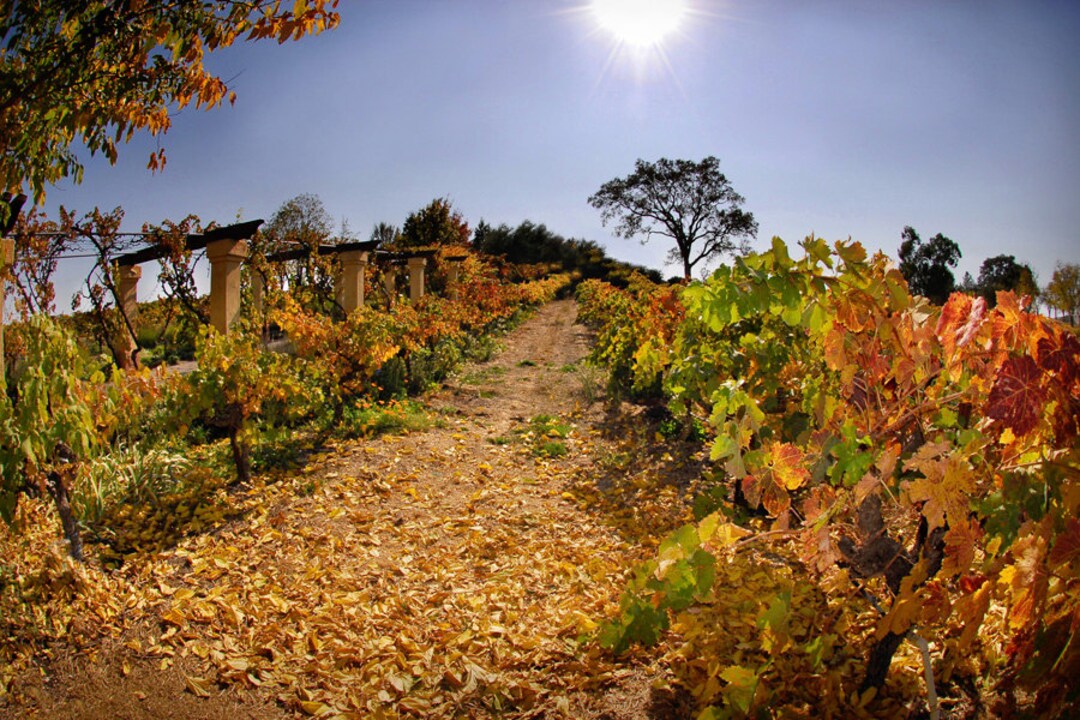 Golden Vineyard Pathway Photography, Wine Country Metal Wall Art - Etsy