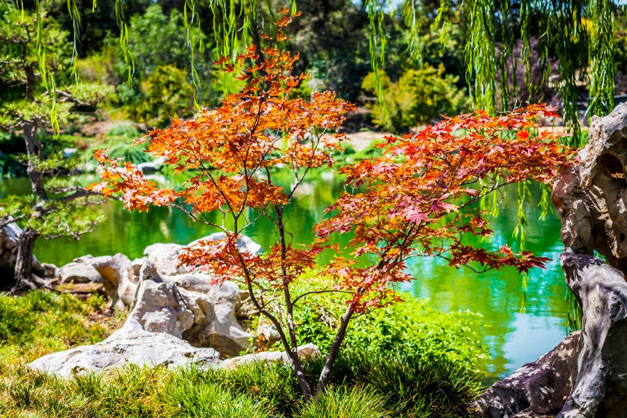 Red Japanese Maple Tree, Asian Wall Art Decor, Fine Art Photography ...
