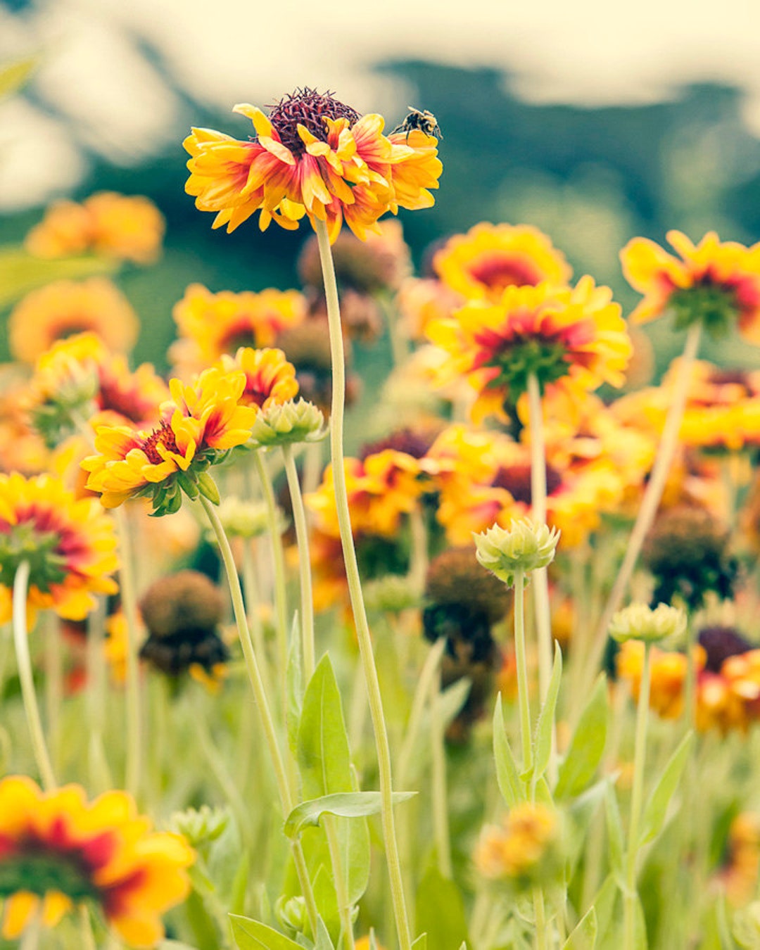 Yellow Orange Daisies, Large Wall Art, Flower Home Decor, Fine Art ...