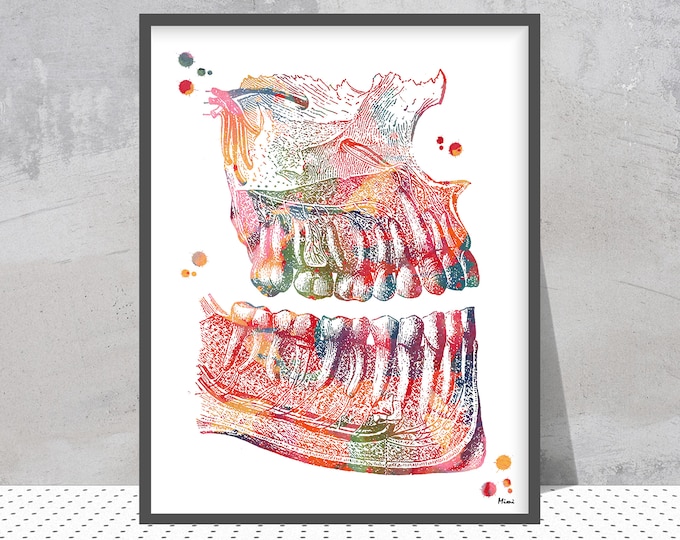 Dental Art Print Teeth Anatomy Art Teeth Row Watercolor | Etsy