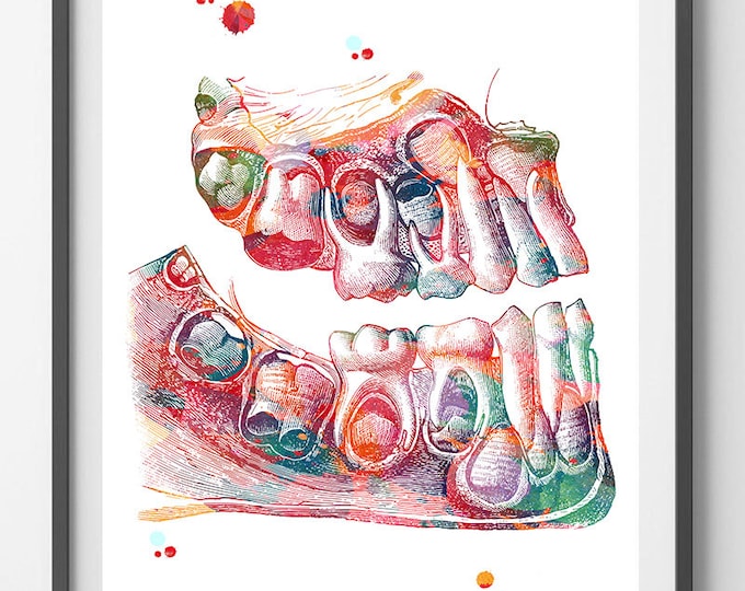 Dental Art Print Teeth Anatomy Art Teeth Row Watercolor | Etsy