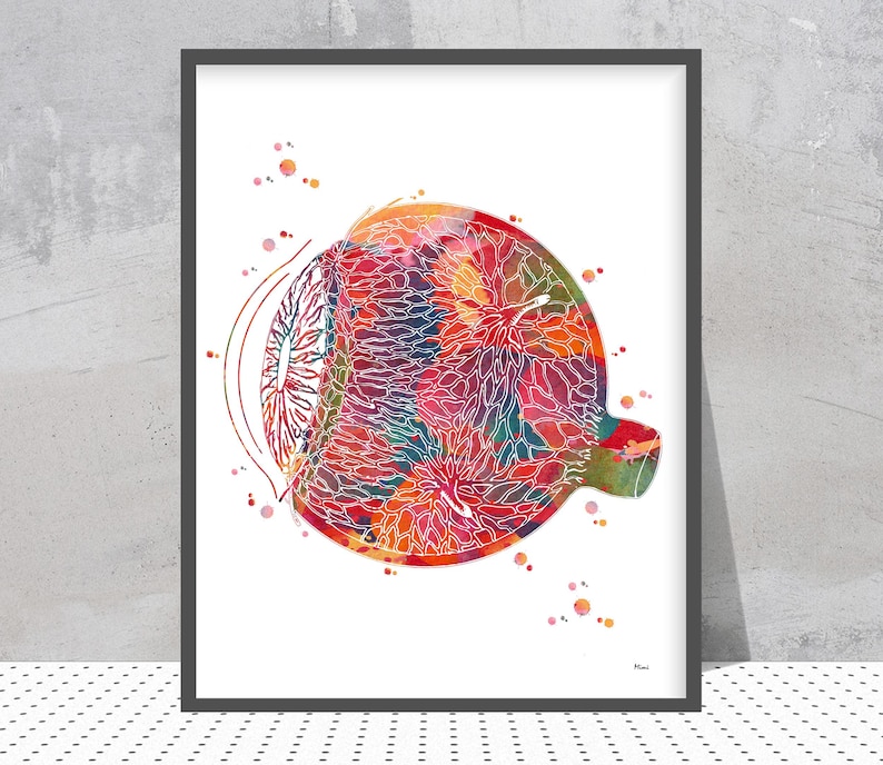 Choroid Vessels Scheme Print Eye Anatomy Watercolor Vascular Anatomy of ...