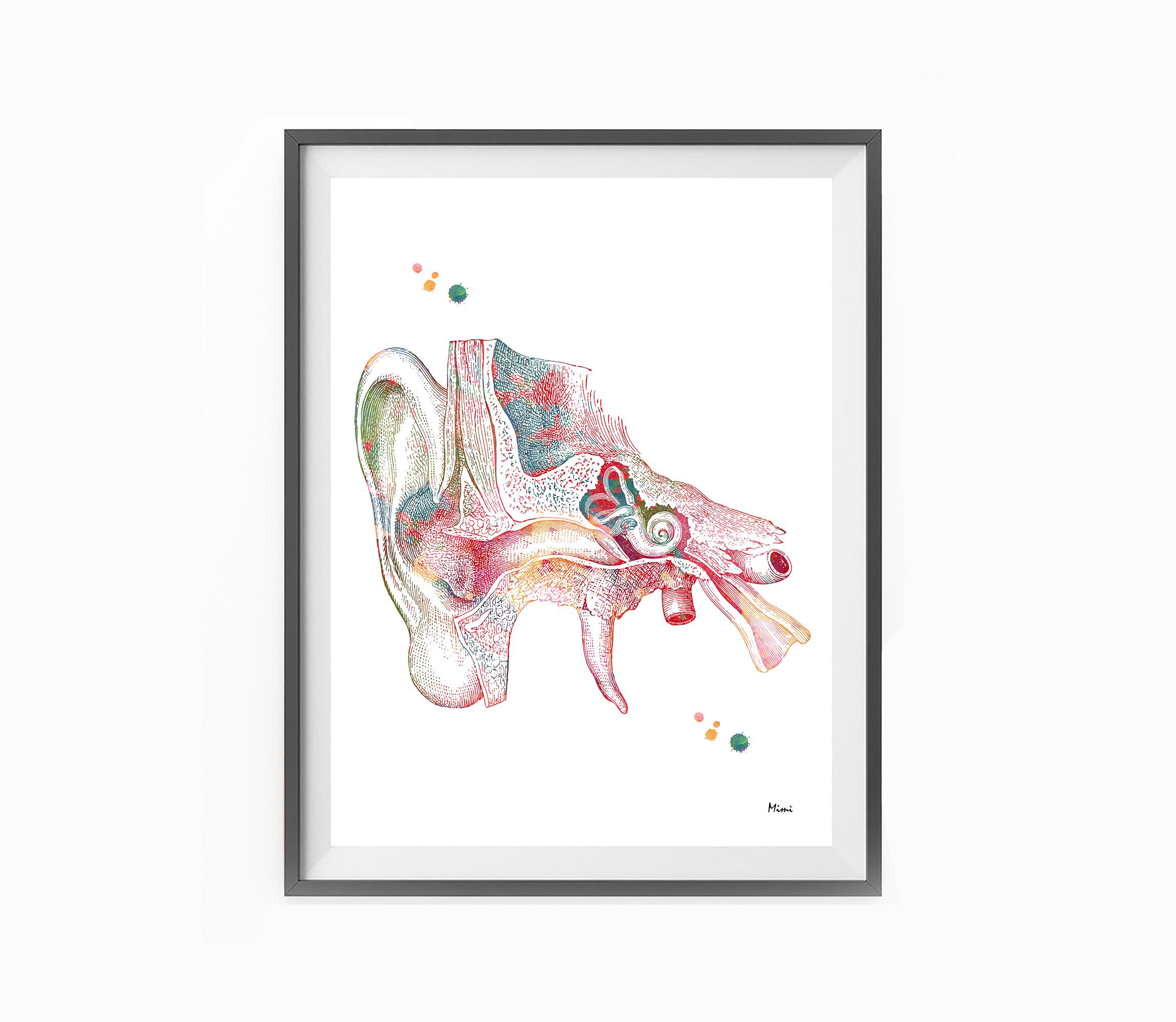 Cross Section of the Ear Print ENT Watercolor Ear Anatomy Poster ...
