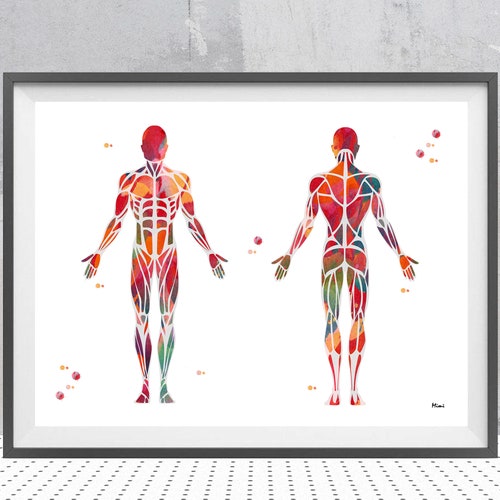 Set 12 Muscle Anatomy Art Human Muscular System Medical - Etsy