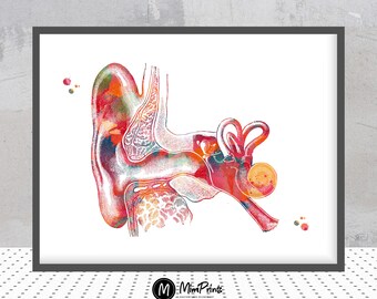 Ear Anatomy Watercolor Print Audiology Poster Cross Section of Ear ...