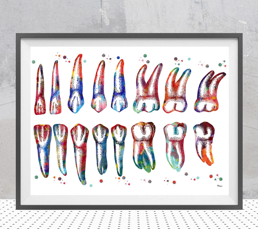 Teeth and Roots Print, Dental Art Watercolor Diagram, Molar Dentist Art ...