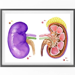Human Kidneys Watercolor Print Anatomy Painting Nephrology Clinic Wall ...