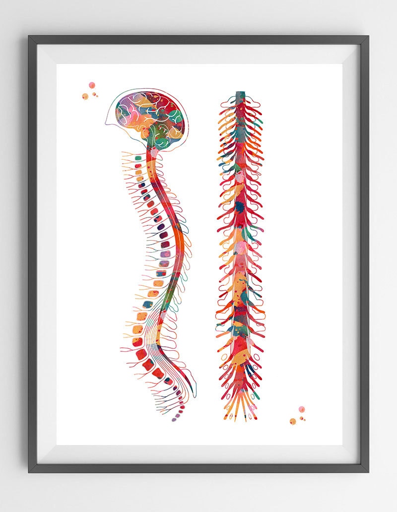 Spine watercolor print anatomy art spinal cord poster vertebral column ...