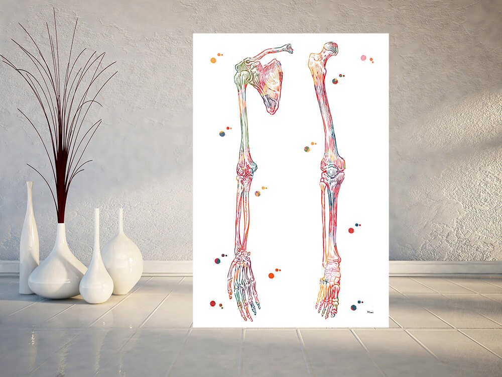 Upper Limbs and Leg Watercolor Print Anatomy Art Human Bones | Etsy