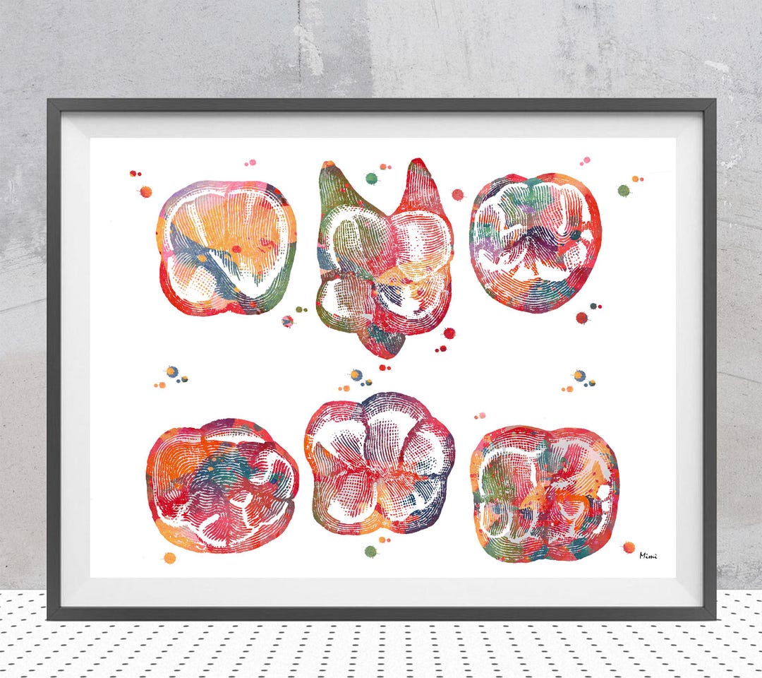 Teeth Anatomy Print Molar Surfaces Painting Orthodontics Watercolor ...