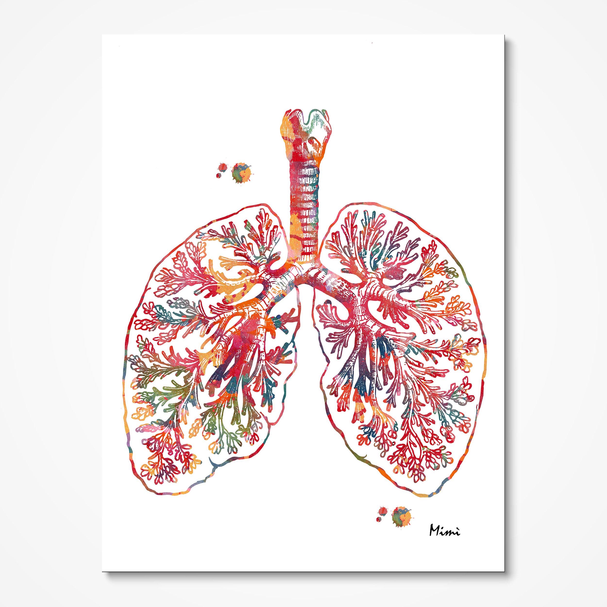 Anatomical Lungs Drawing