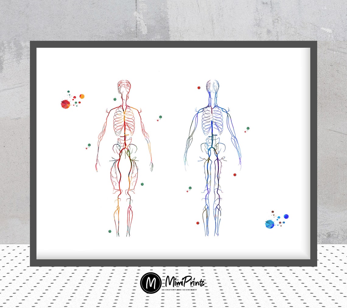 Body Systems Watercolor Print Artery and Veins Map Print - Etsy