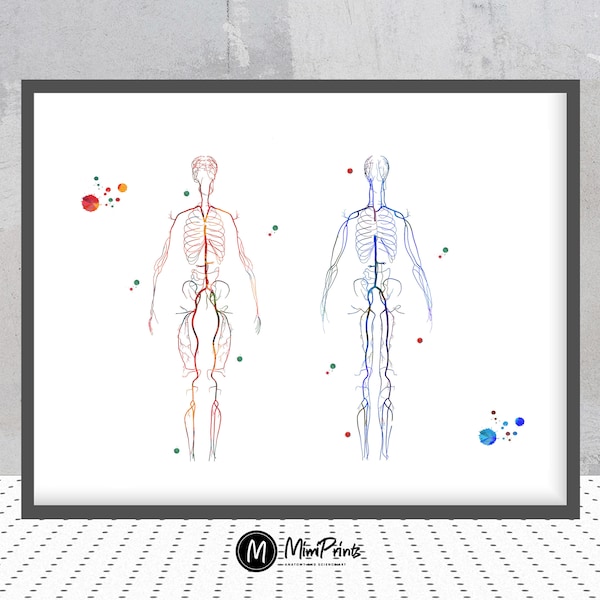 Circulatory System Poster - Etsy