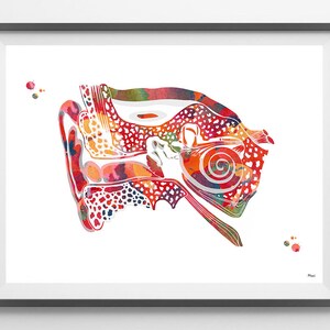 Ear Anatomy Watercolor Print Audiology Poster Cross Section of Ear ...