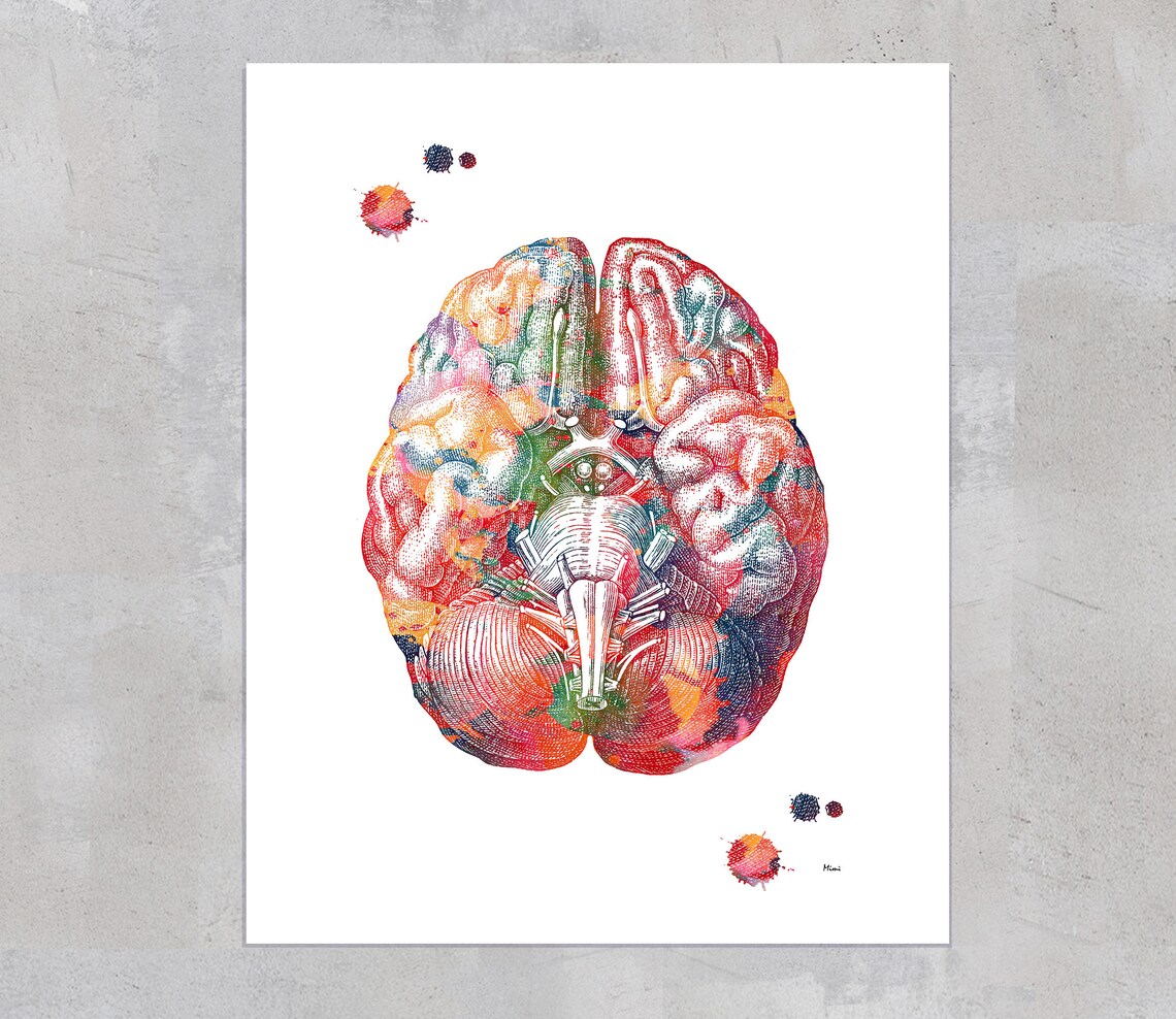 Human Brain Print Brain Bottom View Poster Neurology Art Brain - Etsy