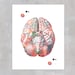 Human Brain Print Brain Bottom View Poster Neurology Art Brain Temporal ...