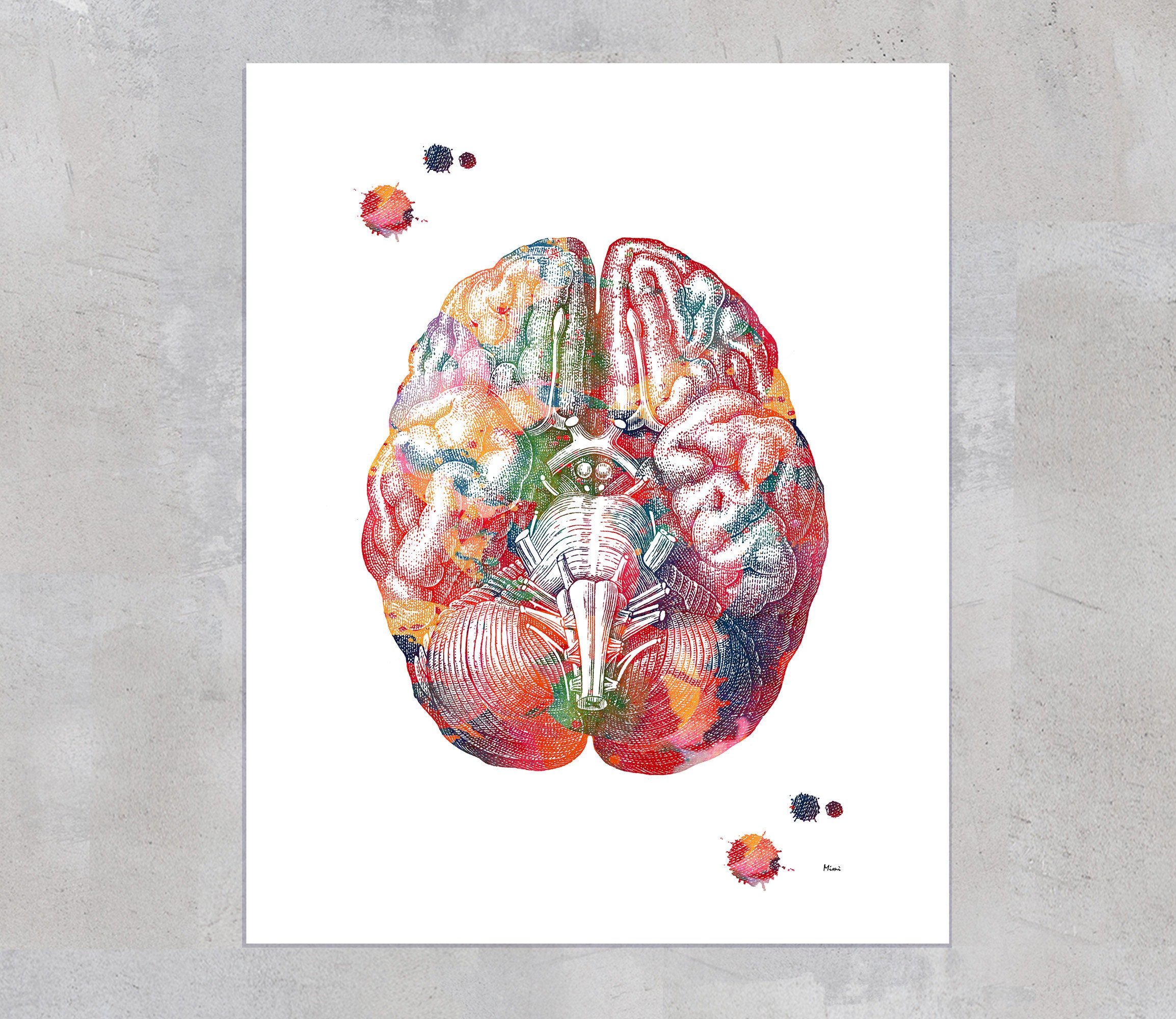 Human Brain Print Brain Bottom View Poster Neurology Art Brain - Etsy
