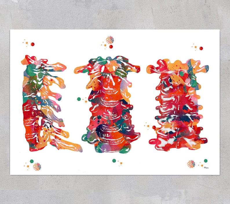 Cervical Spine Watercolor Print, Anatomy Art, Vertebral Column Decor - Etsy