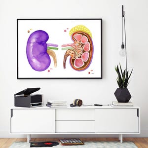 Human Kidneys Watercolor Print Anatomy Painting Nephrology Clinic Wall ...