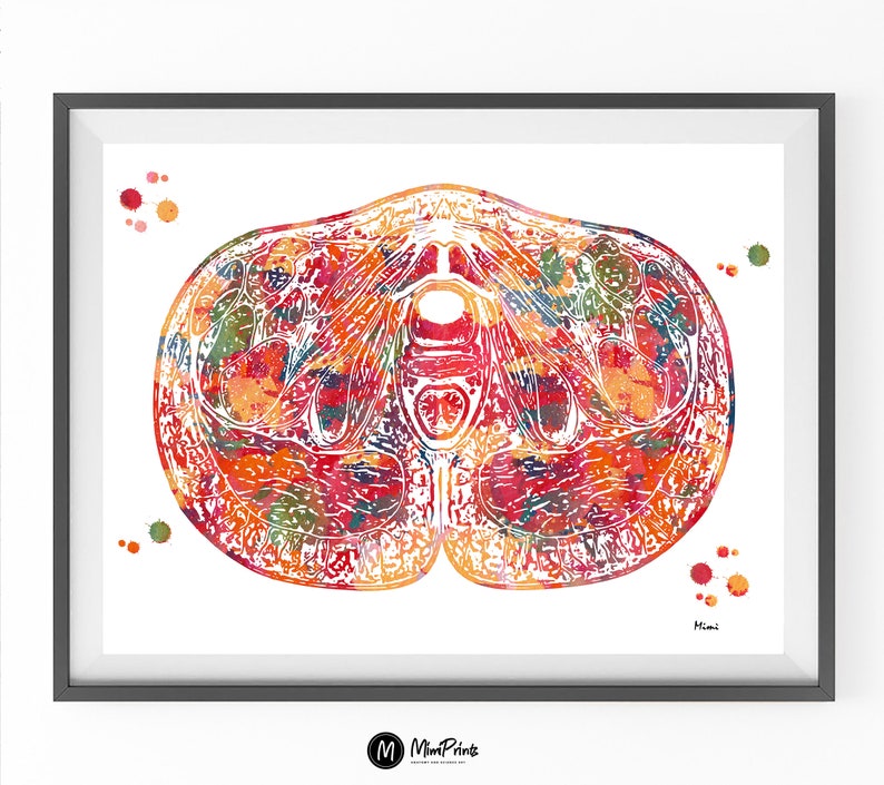 Pelvic Floor Anatomy Print Cross Section View of the Muscles - Etsy