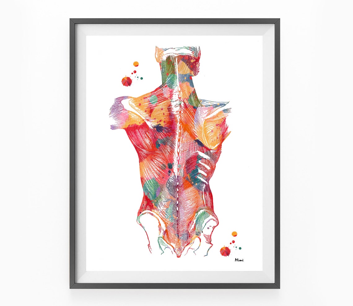 Muscles of Back Anatomy Print Muscles of the Human Trunk - Etsy