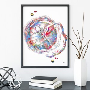 Placenta Print Gynecology Poster Placenta and Umbilical Cord Anatomy ...