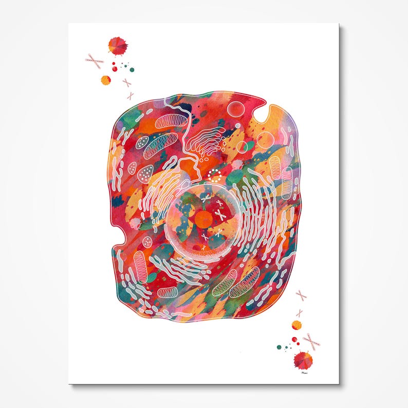 Eukaryotic Cell Art Print - Human Cell Structure Scheme - Science Lab ...