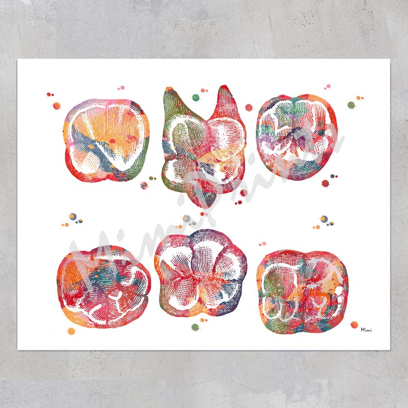 Teeth Anatomy Print Molar Surfaces Painting Orthodontics Watercolor ...
