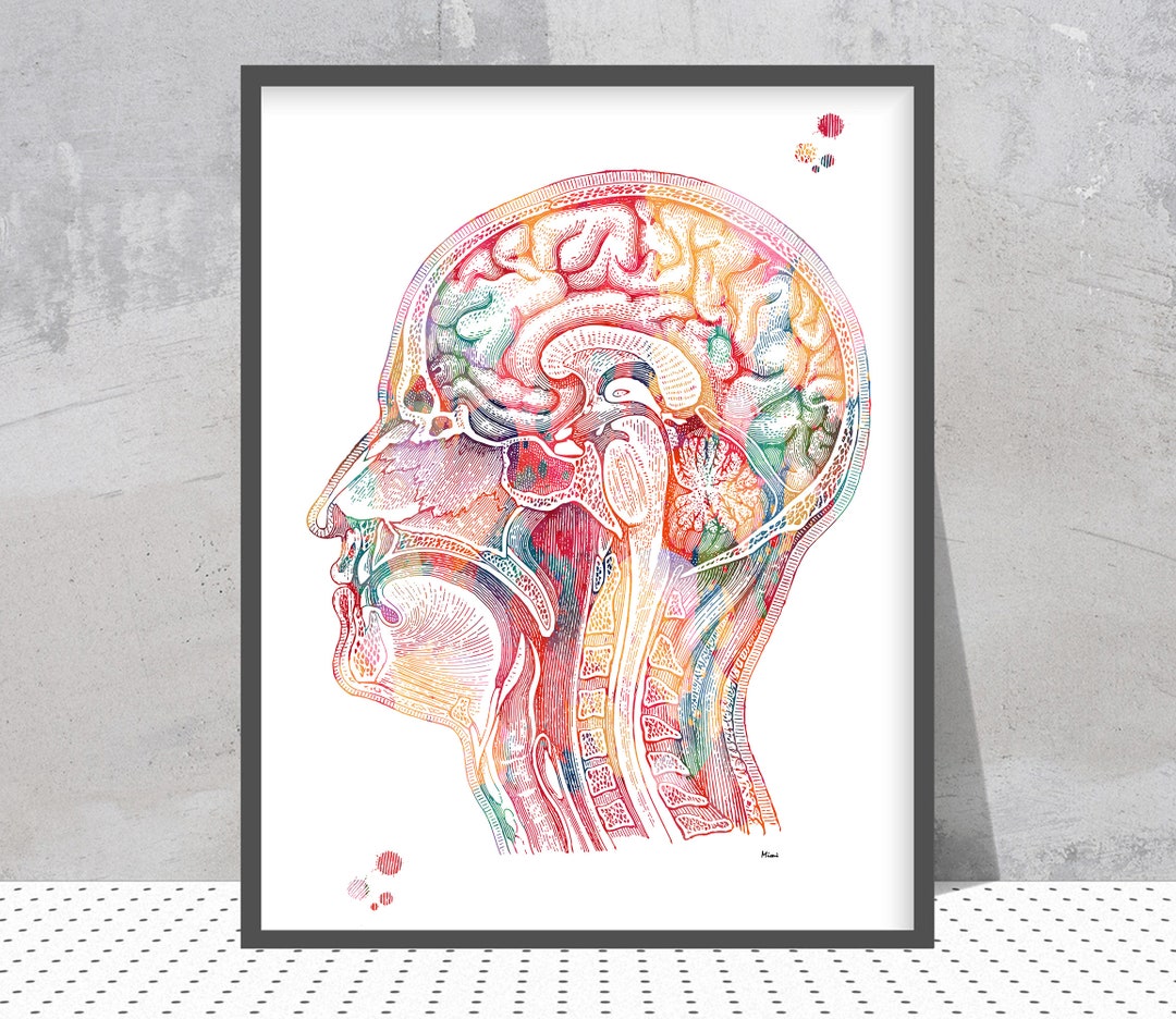 Human Head Watercolor Print Brain Longitudinal Section View - Etsy Canada