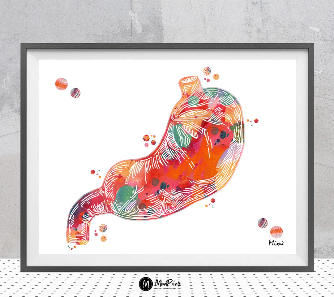 Human Stomach Anatomy Print Digestive System Watercolor ...