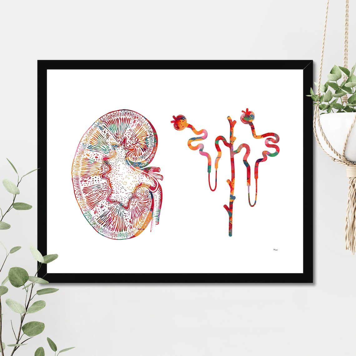 Kidney Watercolor Print Human Anatomy Kidney Poster Urology Nephron and ...