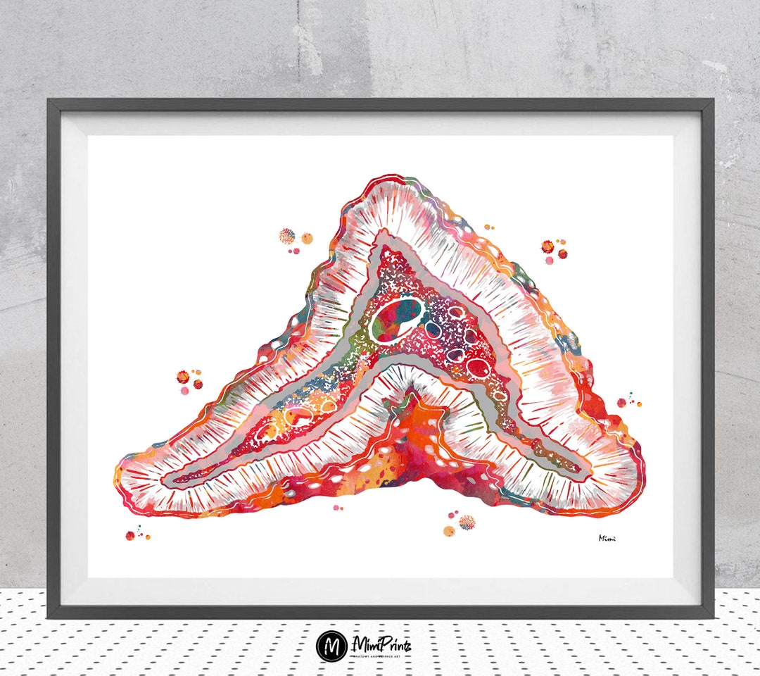 Adrenal Glands Anatomy Print Medical Art Watercolor Human Endocrine ...