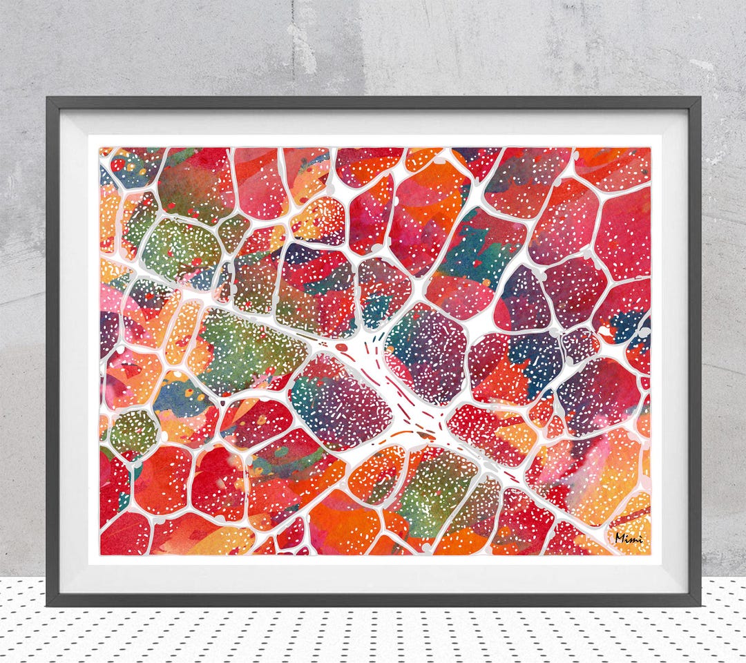 Muscle Tissue Histology Print | Myofibrils Watercolor - Medical Clinic ...