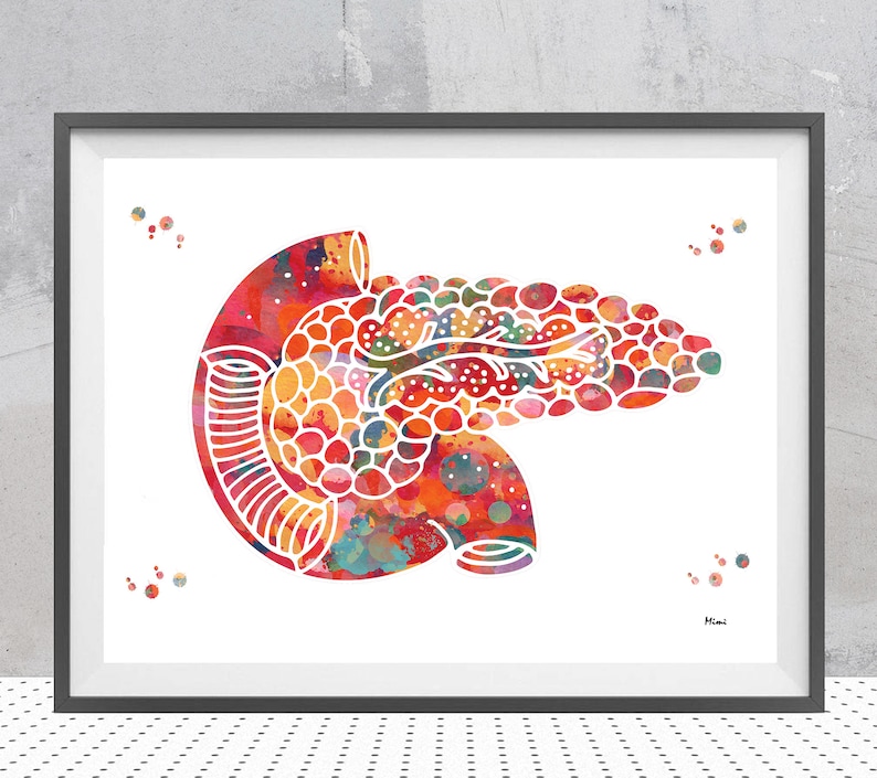 Pancreas watercolor print human anatomy internal organs | Etsy