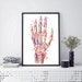 Hand Bones Anatomy Art Print Radiocarpal Joint Poster Wrist Joint ...