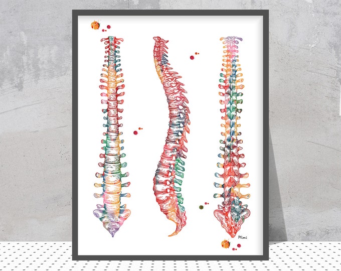 Dermatome Map Watercolor Print, Spine Vertebrae and Dermatomes Poster ...