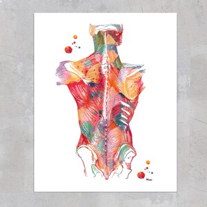 Muscles of Back Anatomy Print Muscles of the Human Trunk Poster ...