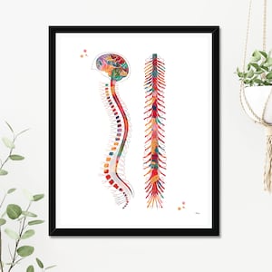 Spine Watercolor Print Anatomy Art Spinal Cord Poster Vertebral Column ...