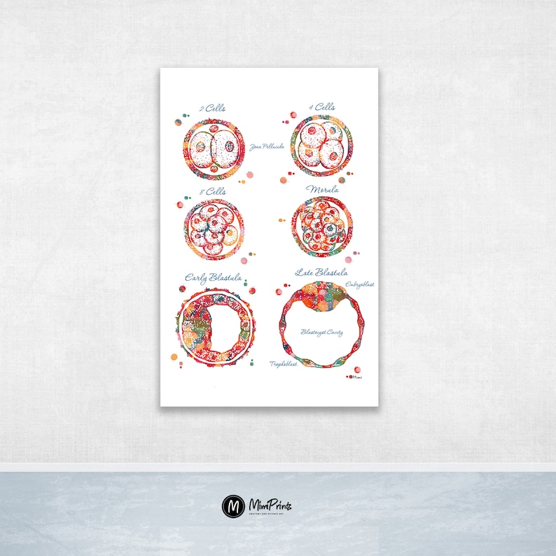 Embryogenesis Watercolor Print Medical Art Embryonic Development ...